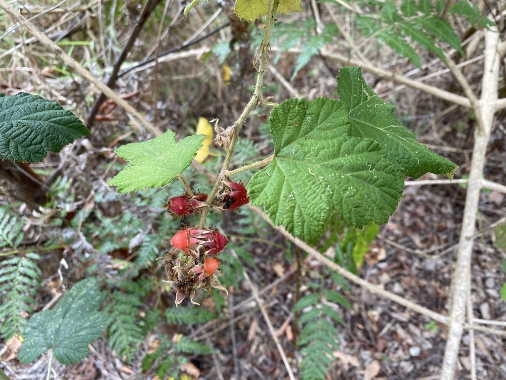 Molucca Bramble from Double Crossing Rd, Canungra, QLD, AU on November ...