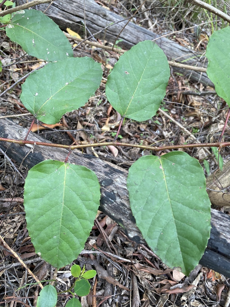 Kangaroo Vine from Double Crossing Rd, Canungra, QLD, AU on November 8 ...