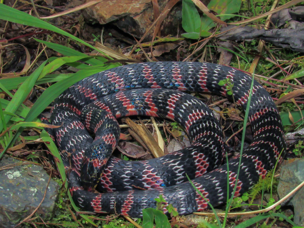 Fat Ground Snake (Atractus obesus) - Snakes and Lizards