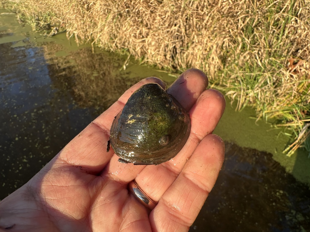 Round Pigtoe from Goose Island, Stoddard, WI, US on November 7, 2024 at ...