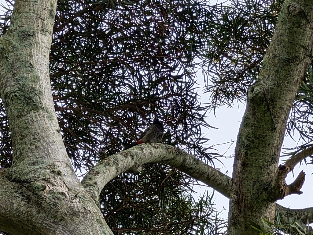Red-vented Bulbul from Manoa, Honolulu, HI, USA on November 7, 2024 at ...
