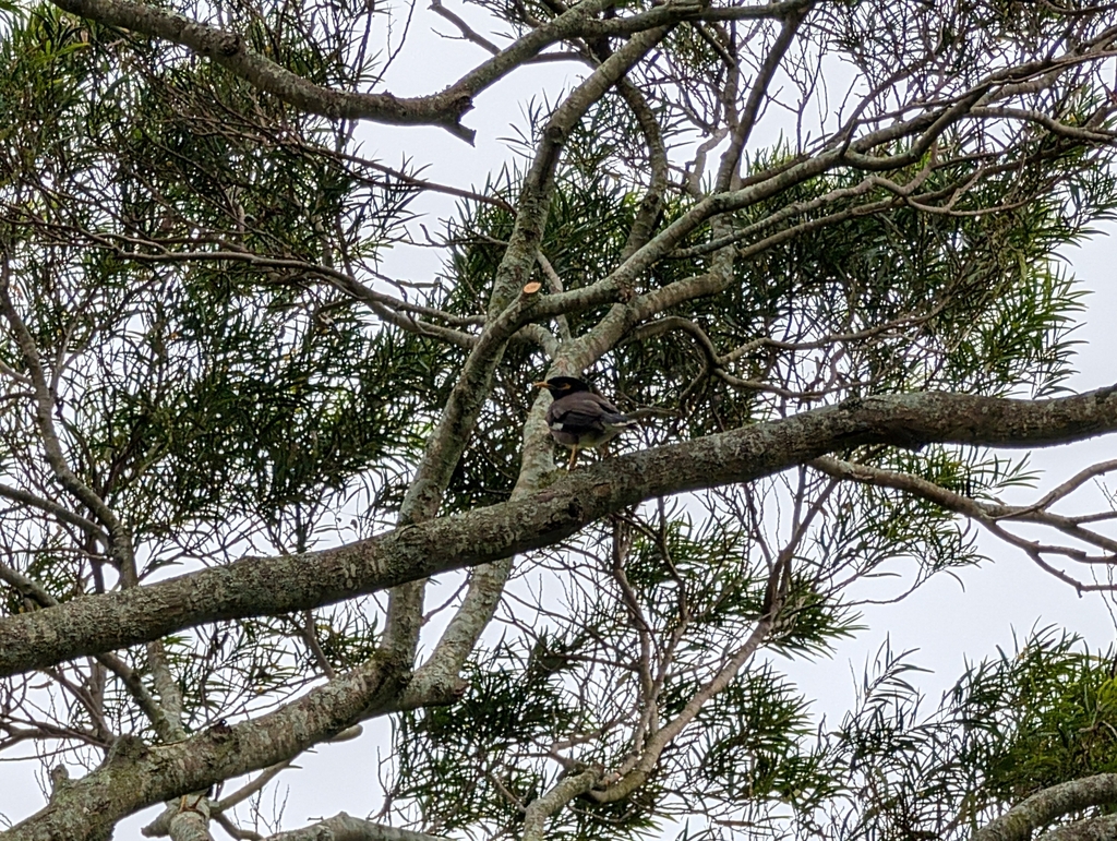 Common Myna from Manoa, Honolulu, HI, USA on November 7, 2024 at 01:48 ...