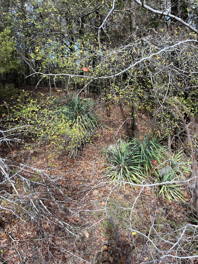 Yucca gloriosa tristis in November 2024 by David A. Harrison · iNaturalist
