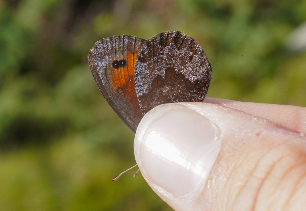 Water ringlet from Zell am See District, Austria on August 4, 2024 at ...