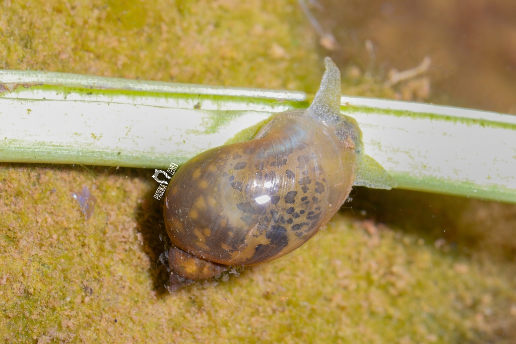 Big-eared Radix from 中国云南省昆明市呈贡区 on October 24, 2024 at 09:57 AM by 帕索卡 ...