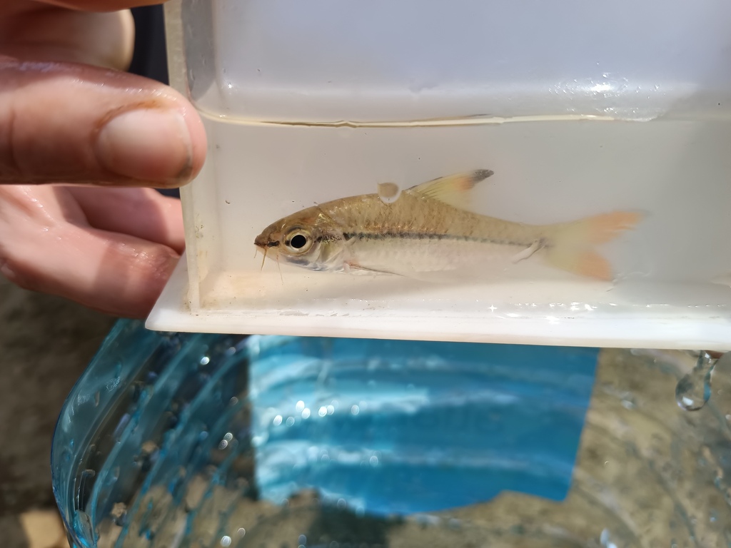 Copperstripe Barb from Dande, Angola on October 2, 2024 at 01:12 PM by ...