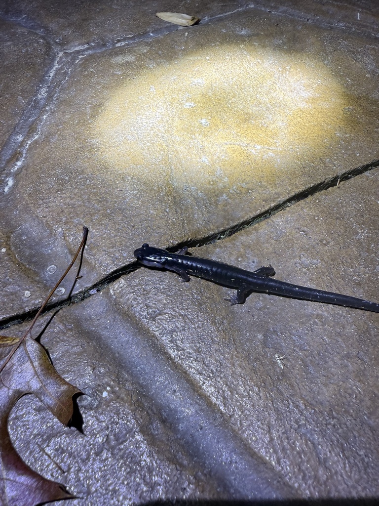 Southern Gray-cheeked Salamander from Pisgah Forest, NC, US on November ...