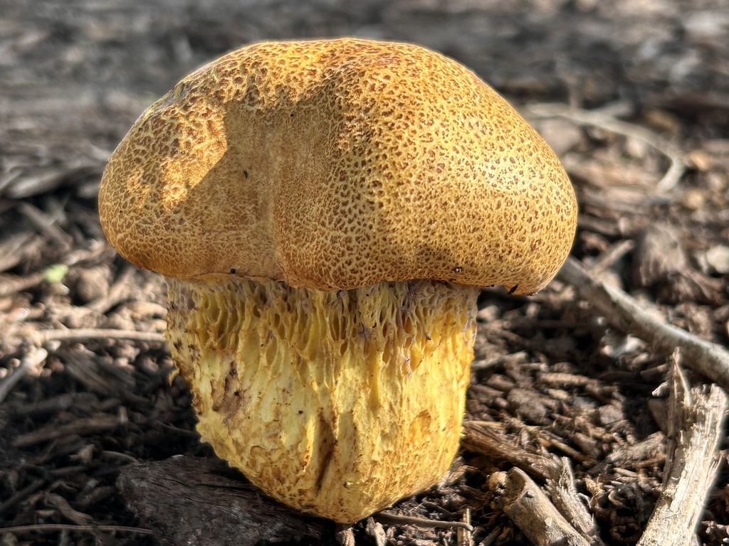 boletes and allies from Meadowbrook/Allendale, Houston, TX, US on ...