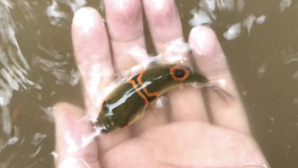 Ocellated Puffer from 田心森林公园, 中山市, 广东省, CN on September 1, 2019 at 03: ...