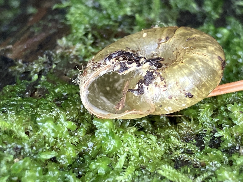 Robust Lancetooth Snail from Clackamas County, US-OR, US on November 7 ...