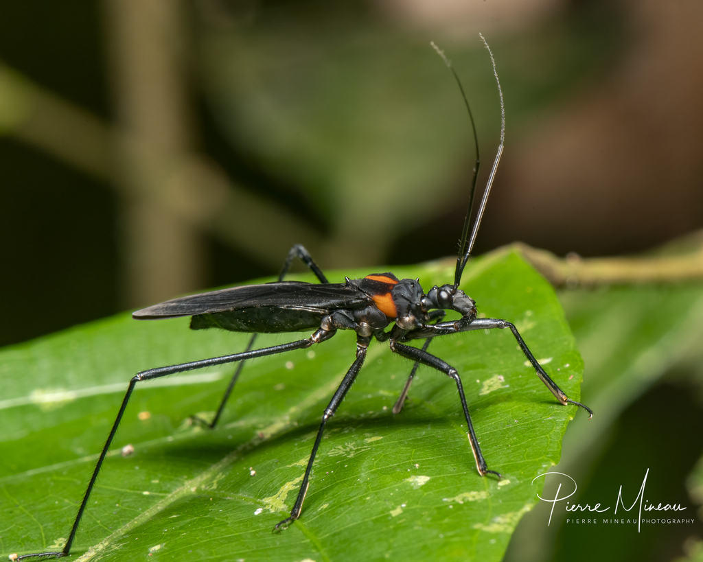 Zelurus from Boven-Coppename, Suriname on September 7, 2024 at 03:25 PM ...