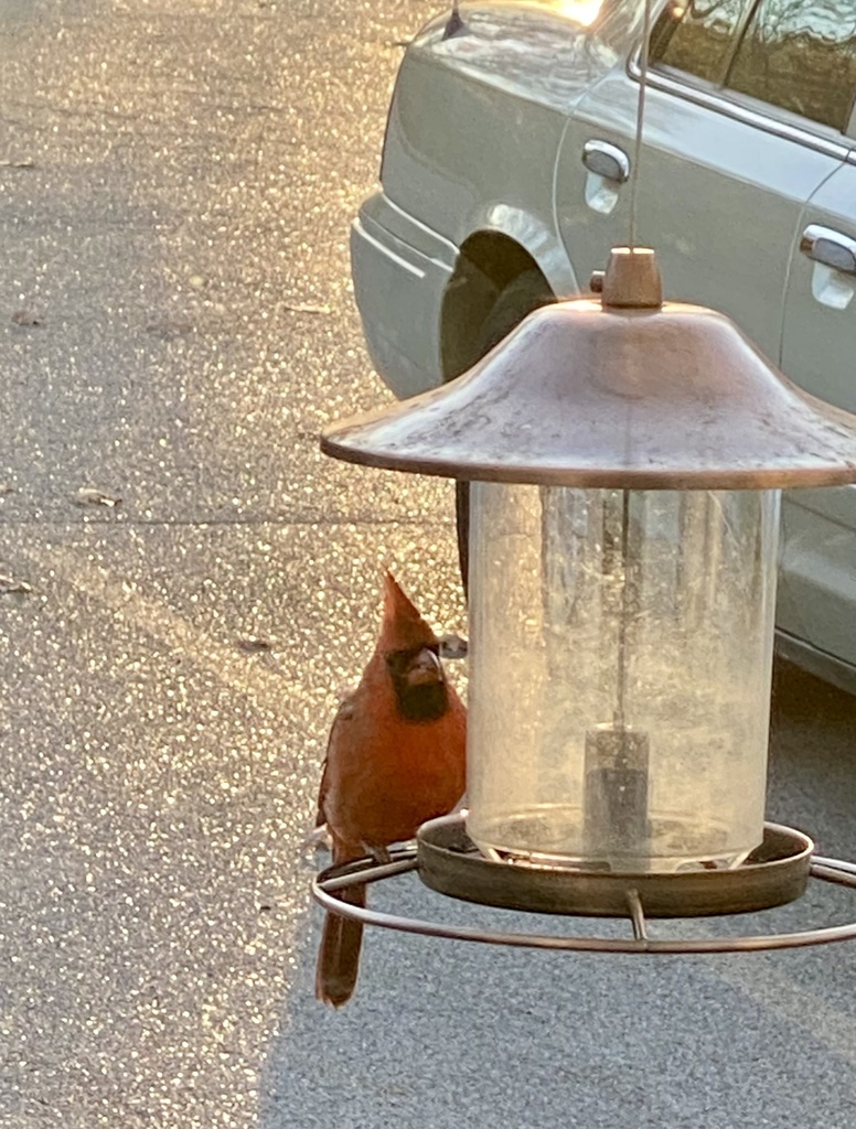 Northern Cardinal from Webster, NY, US on November 7, 2024 at 04:11 PM ...