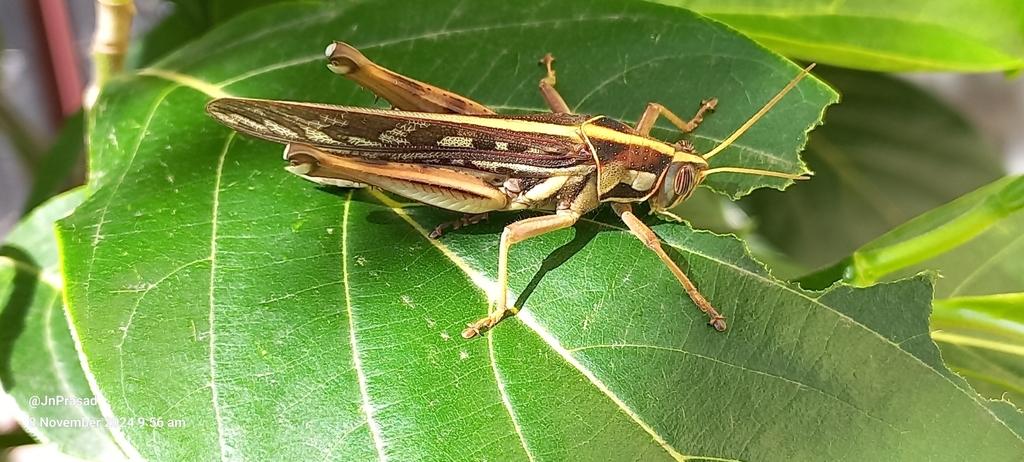 Brown‐spotted Locust from ITI Layout, 1st Phase, J. P. Nagar, Bengaluru ...