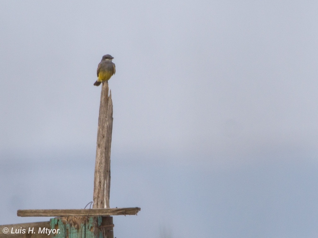 Tirano Chibiú desde 65794 Nuevo Leon, Mexico el 07 de noviembre de 2024 ...