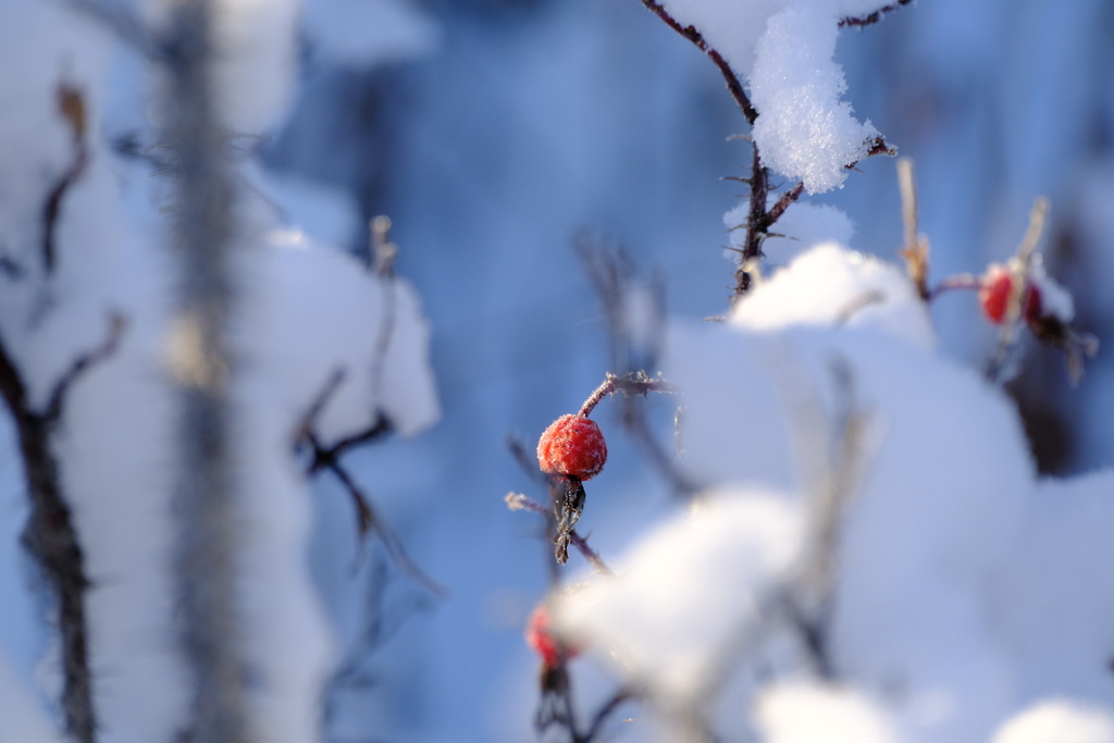 roses from Yukon, Canada on October 25, 2024 at 10:46 AM by Leshell ...