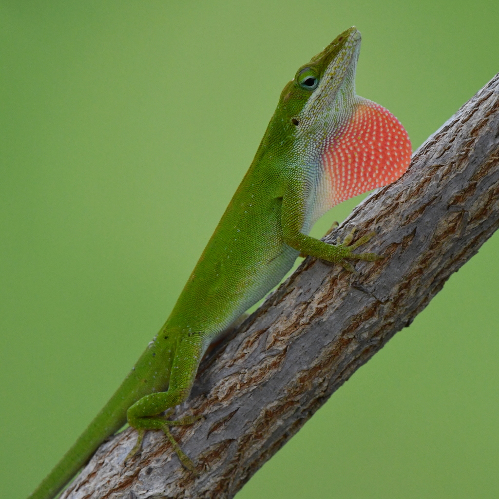 Anoles - Snakes and Lizards