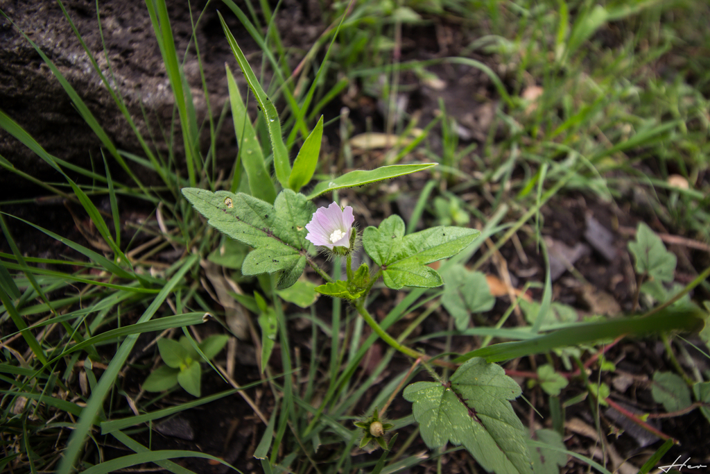 violettas from Huimilpan, MX-QE, MX on August 07, 2016 at 10:50 AM by ...