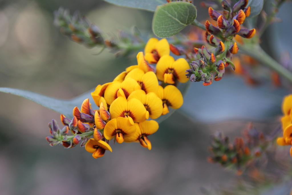 hop bitter-pea from Wabonga VIC 3678, Australia on November 4, 2024 at ...