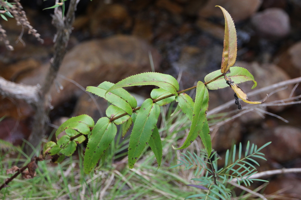derwent speedwell from Wabonga VIC 3678, Australia on November 4, 2024 ...