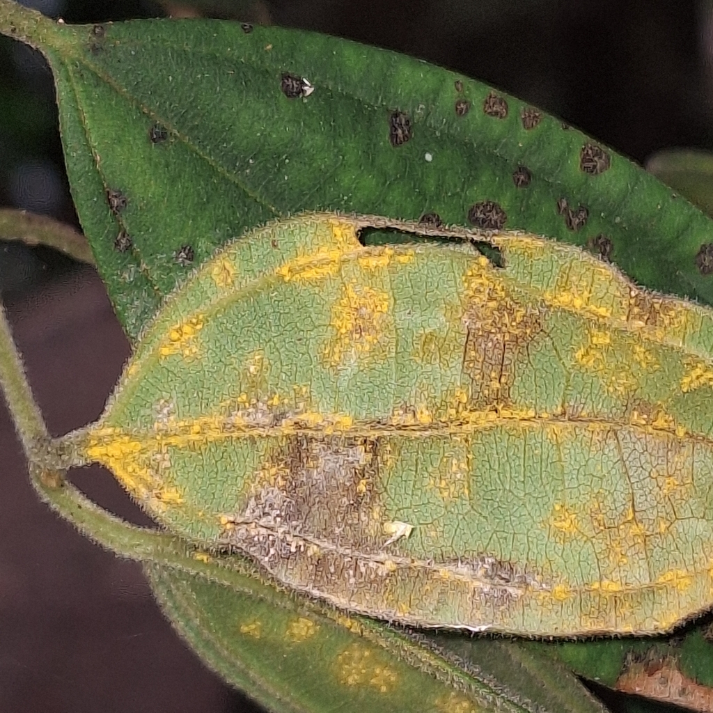 Myrtle Rust in November 2024 by Greg Tasney. On Rhodamnia rubescens ...