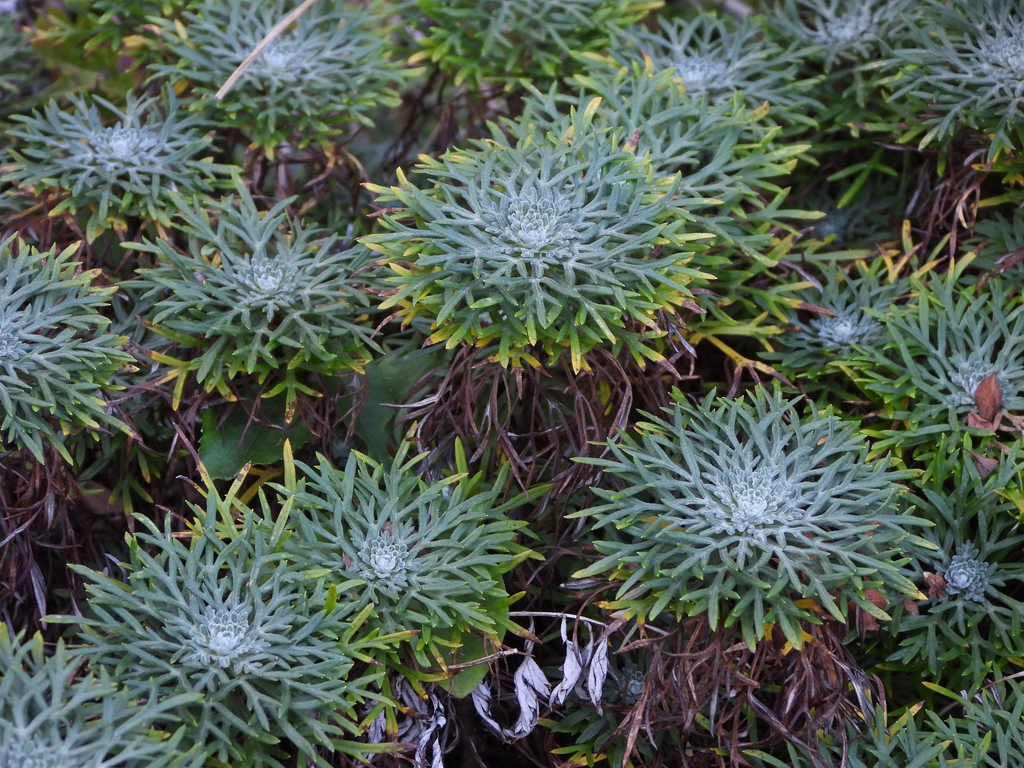 Ajania variifolia from Mei County, Baoji, Shaanxi, China on September ...