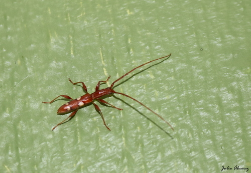 (Neocompsa alacris)