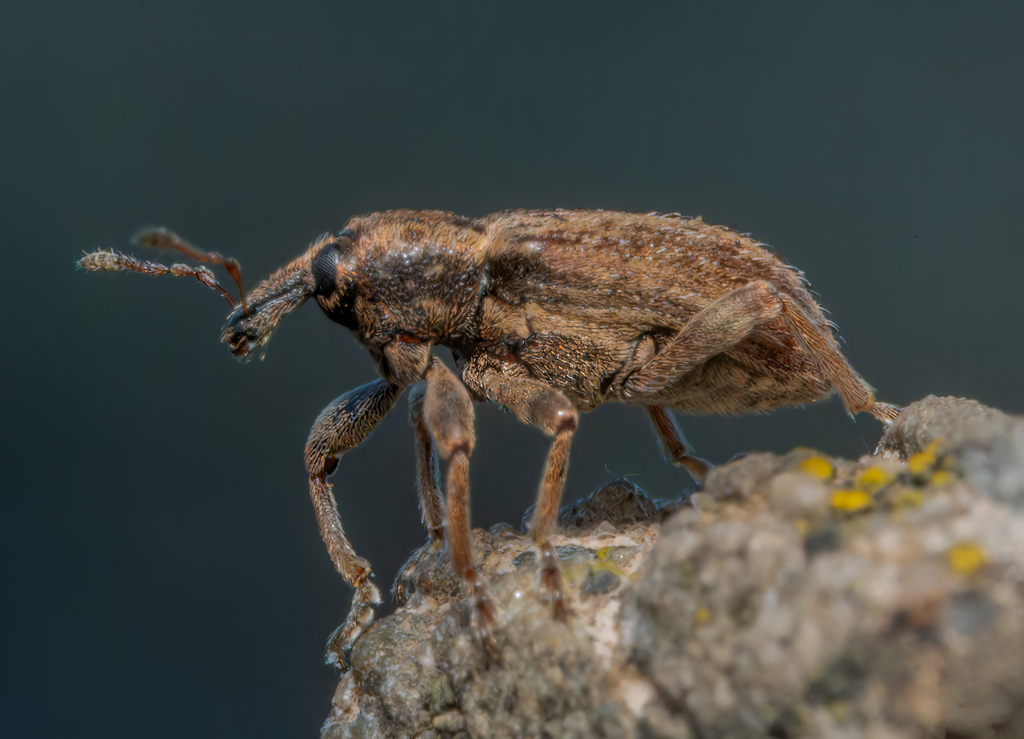 Clover Leaf Weevil from Forty Mile Creek Park, Grimsby, ON, Canada on ...