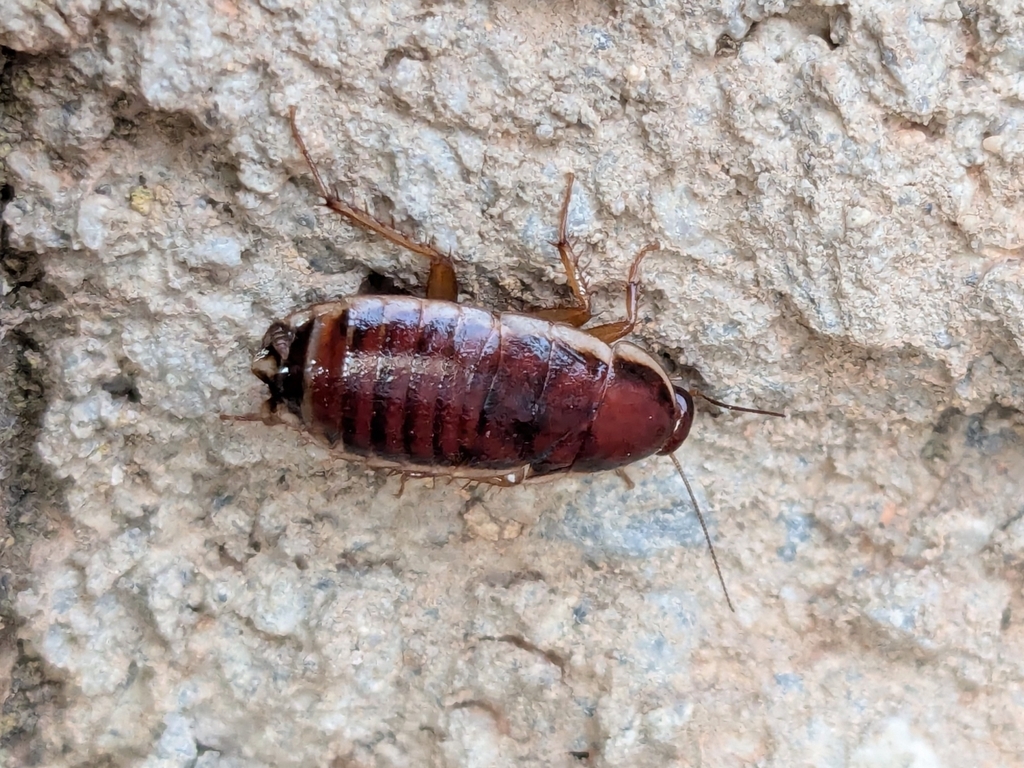 Old World Lobe-winged Cockroaches in November 2024 by aggranada ...