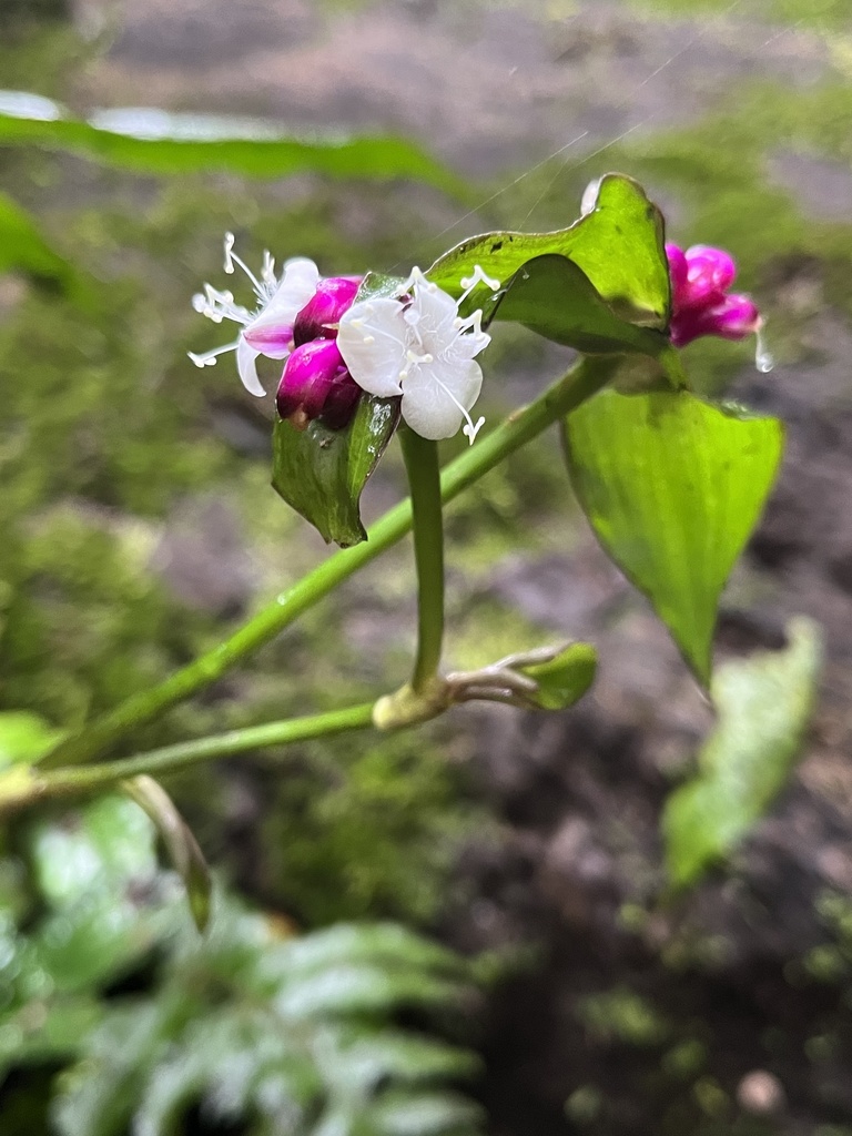 Cohitre Blanco from Puntarenas, CR-PU, CR on January 17, 2024 at 08:56 ...