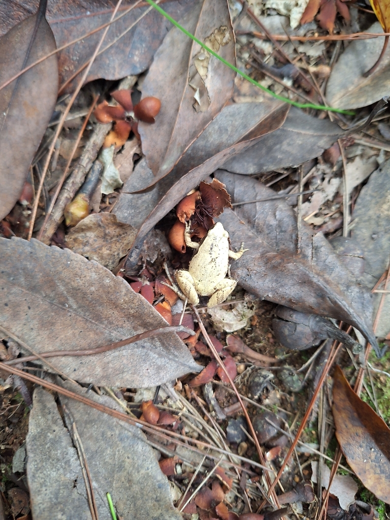 Rice Frogs from Pujiang, Jinhua, China, 322207 on September 30, 2024 at ...