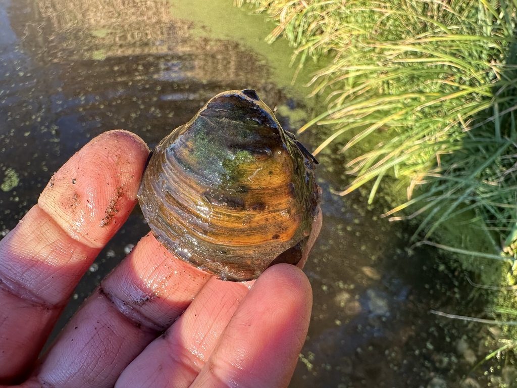 Pimpleback from Goose Island, Stoddard, WI, US on November 7, 2024 at ...