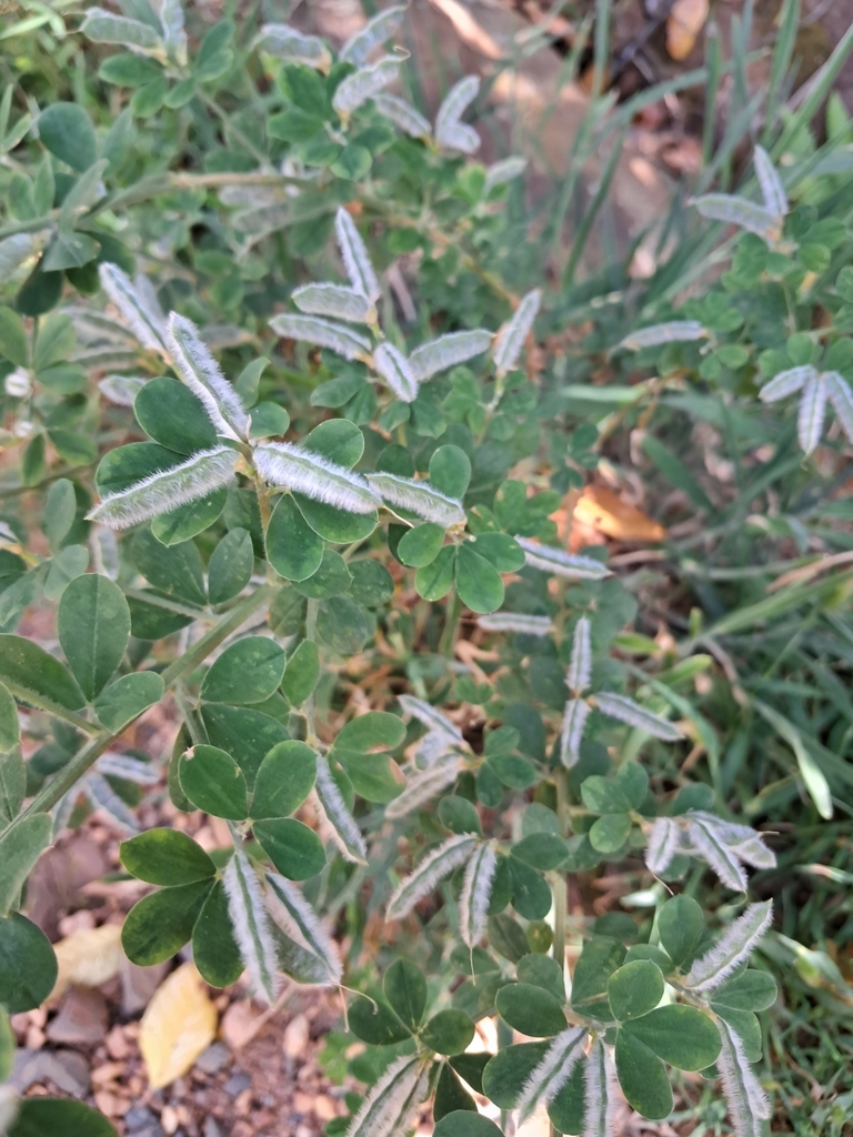 French broom from Newlands Forest Helipad, Table Mountain (Nature Reserve), Cape Town, South ...