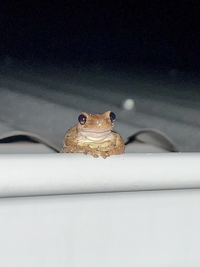 Slender bleating tree frog in November 2024 by pineapplesam · iNaturalist
