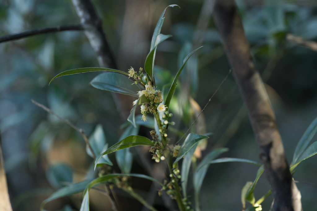 Symplocos lucida in November 2024 by tkp123 · iNaturalist