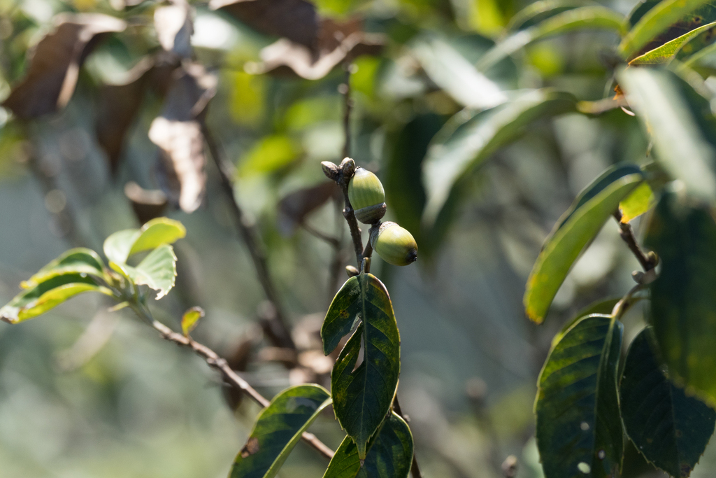 ring-cupped oak in November 2024 by tkp123 · iNaturalist