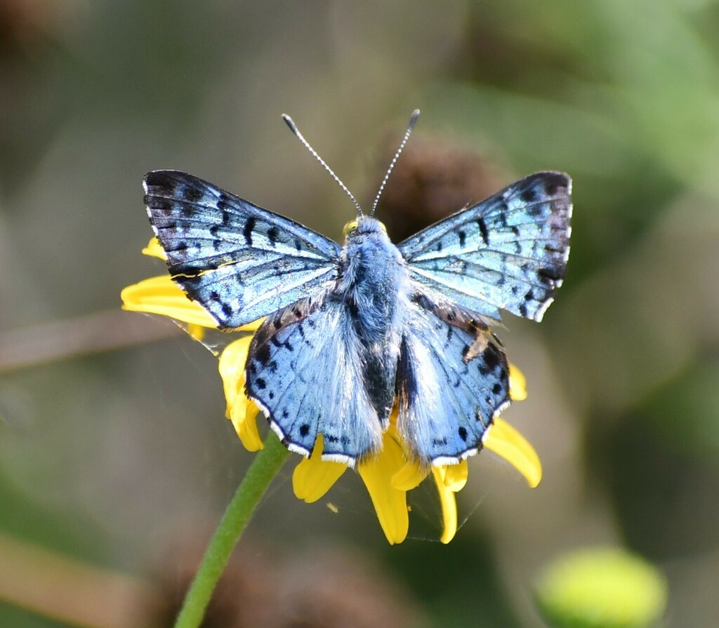 Blue Metalmark from Harlingen, TX, USA on November 7, 2024 at 09:43 AM ...