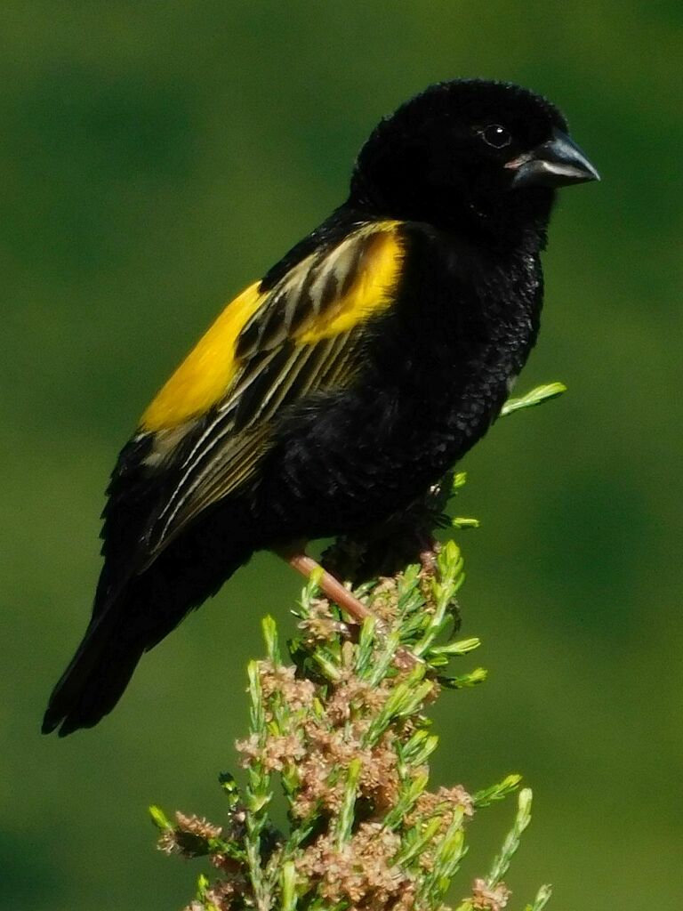 Yellow Bishop from Maermanslink Greyton, 7233, South Africa on November ...
