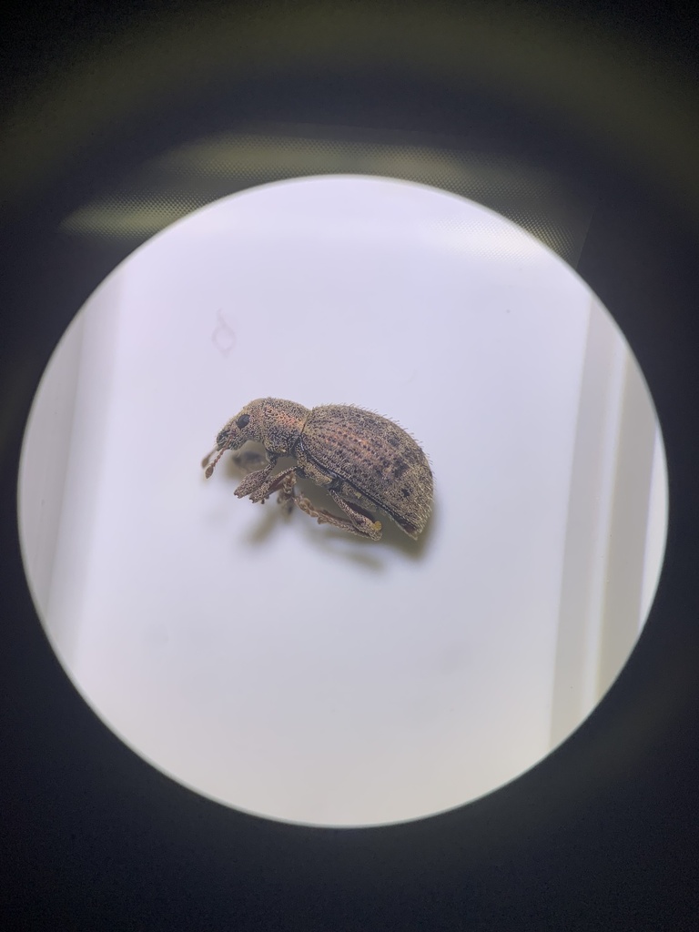 Strawberry Root Weevil from Laval/North Shore, Gore, QC, CA on October ...