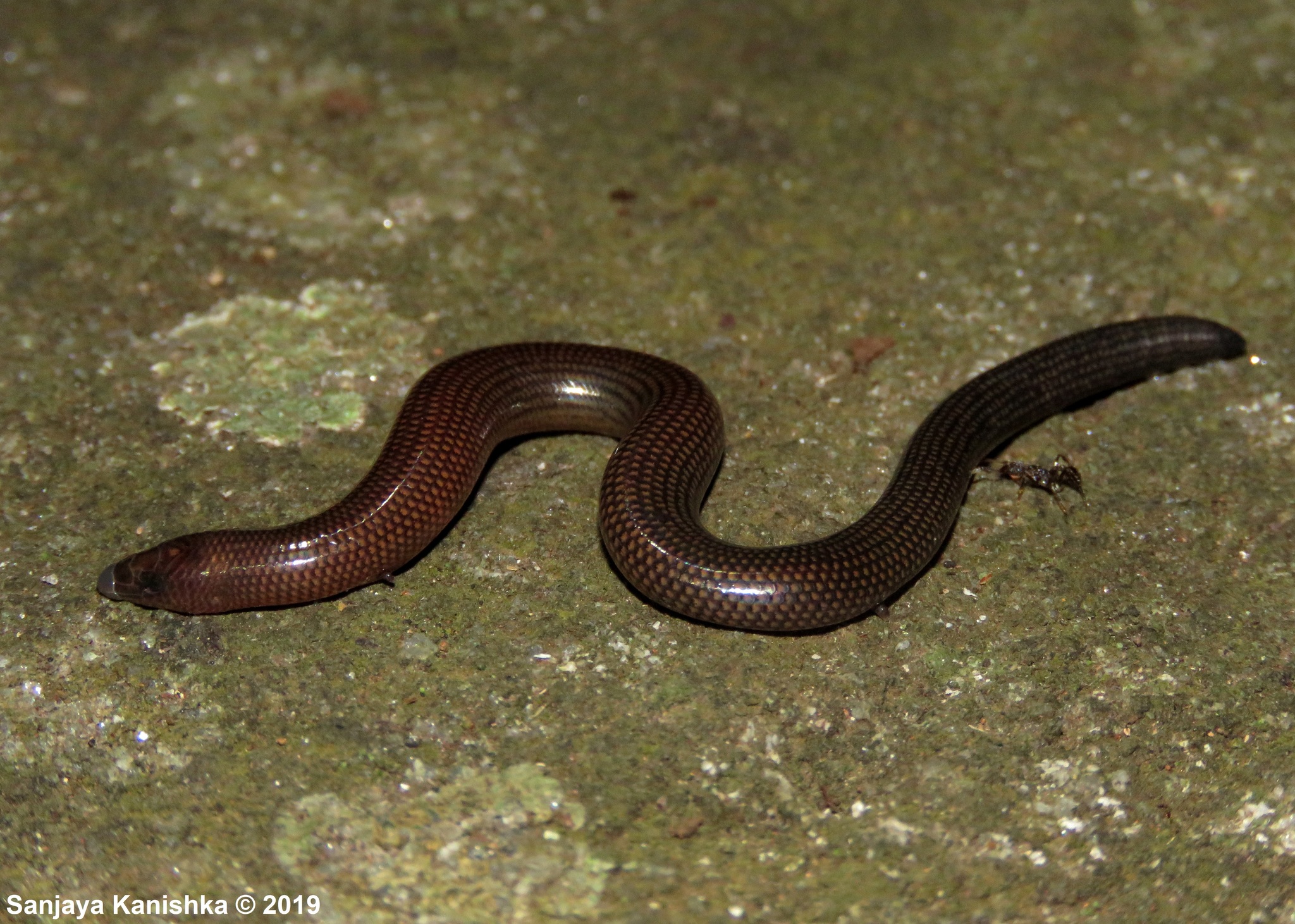 Nessia monodactyla (Gray, 1839)