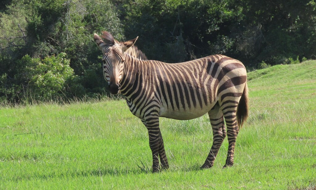 Cape Mountain Zebra from Garden Route District Municipality, South ...
