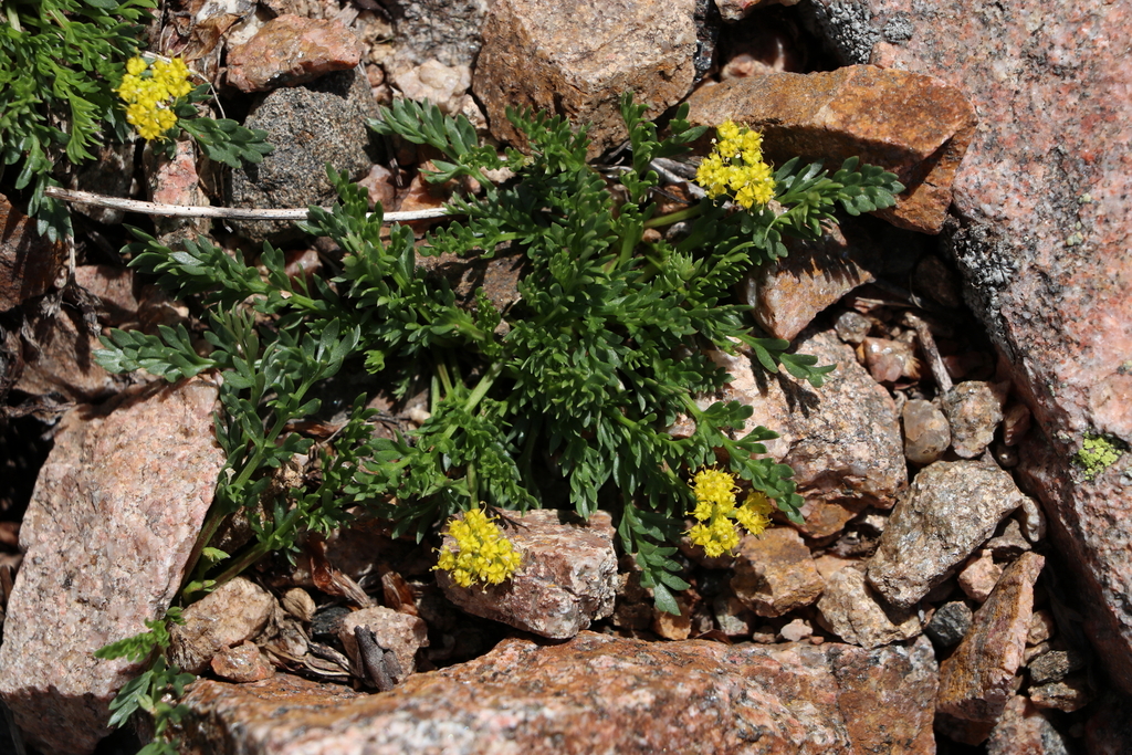 Alpine Oreoxis from Grand County, CO, USA on July 3, 2021 at 12:19 PM ...