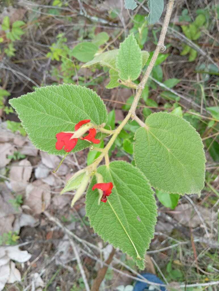 Helicteres guazumifolia from Neiva, Huila, Colombia on November 8, 2024 ...