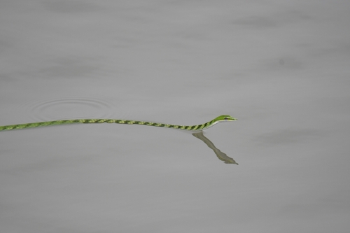 Variable Coloured Vine Snake (Ahaetulla anomala) - Snakes and Lizards