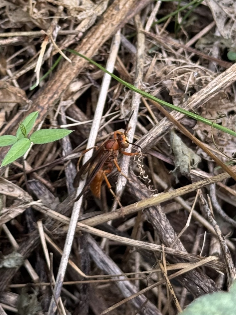 Fine-backed Red Paper Wasp from Fulton Industrial Blvd SW, Atlanta, GA ...