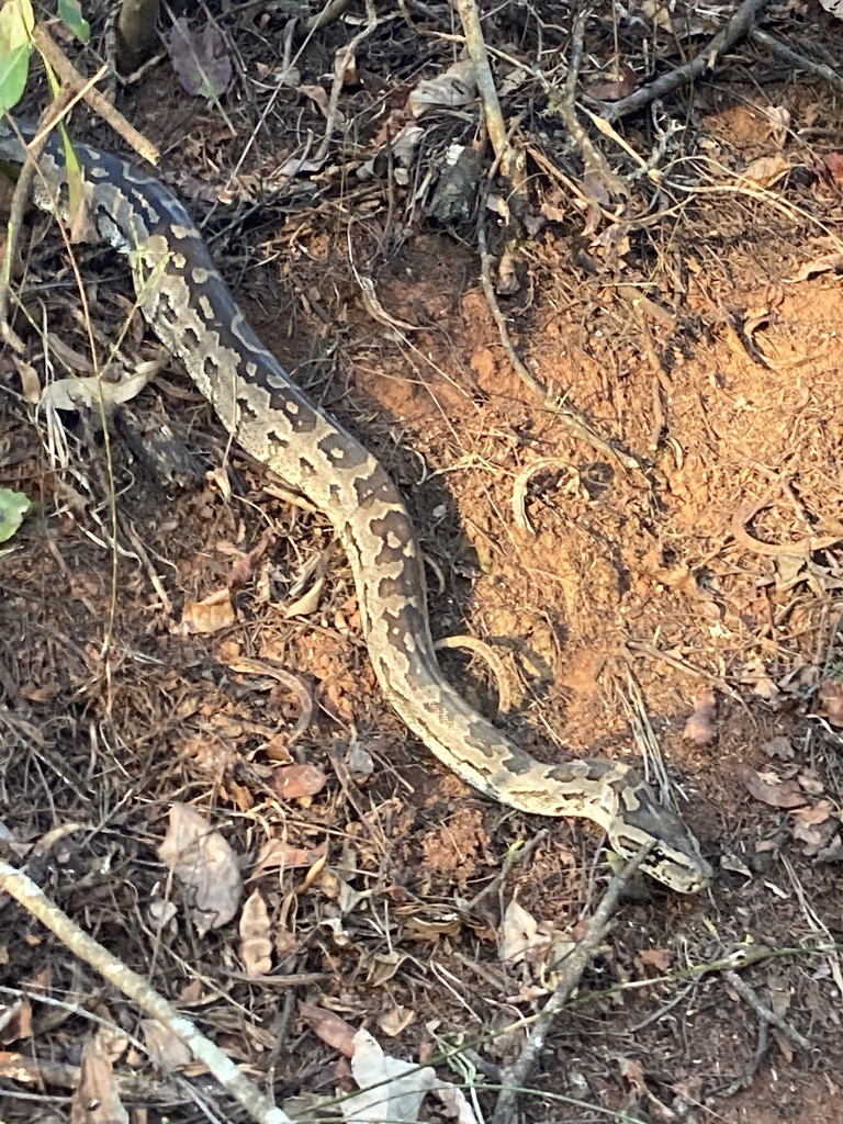 Southern African Python from Makhado, Louis Trichardt, Limpopo, ZA on ...