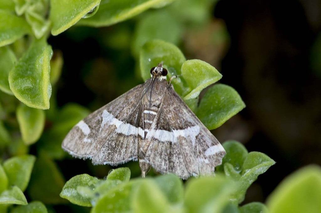 Hawaiian Beet Webworm Moth from Parque del Guadalhorce, Churriana ...
