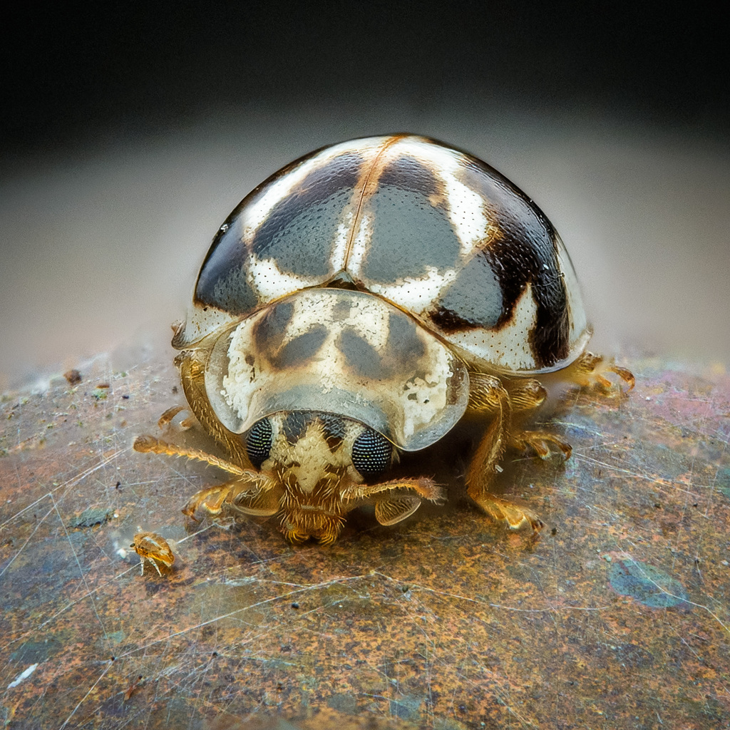 Twenty-spotted Lady Beetle in November 2024 by Claus Giloi · iNaturalist