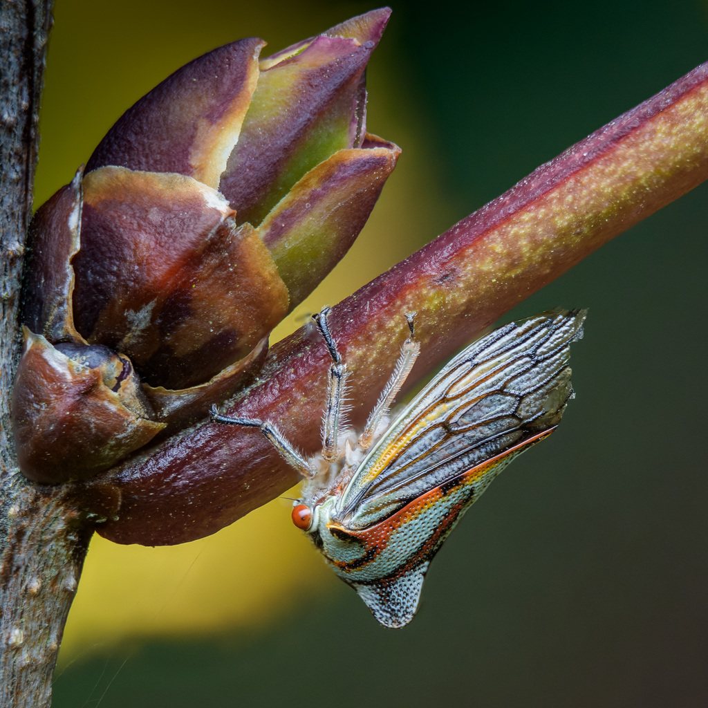 Oak Treehopper in November 2024 by Claus Giloi · iNaturalist