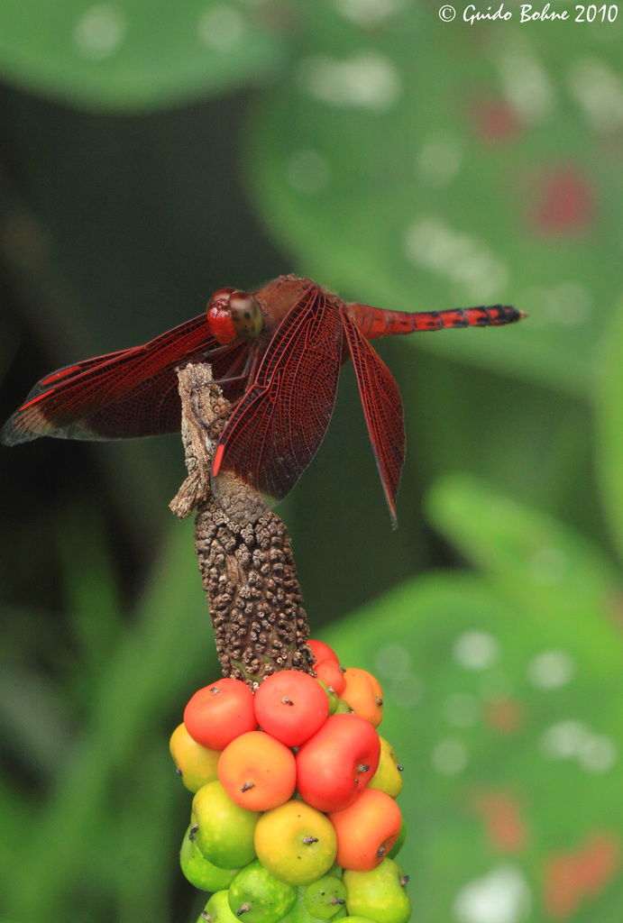 Indonesian Red-winged Dragonfly in October 2010 by Dr. Guido Bohne ...