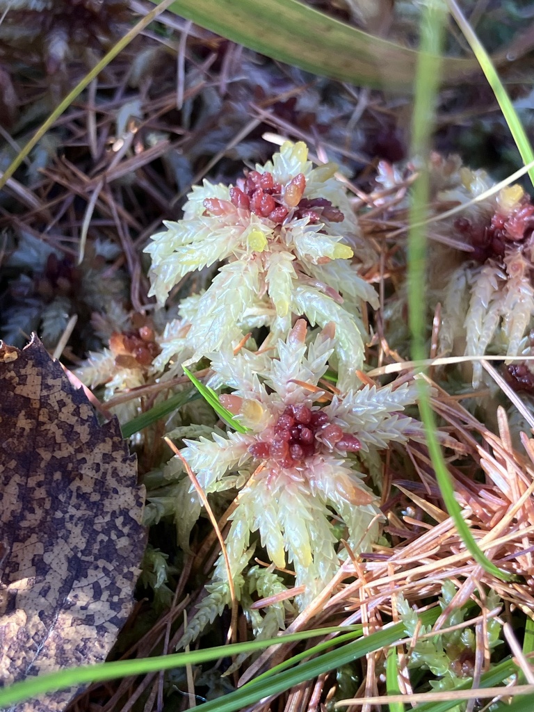 Prairie Peatmoss from Theodore Wirth Regional Park, Minneapolis, MN, US ...